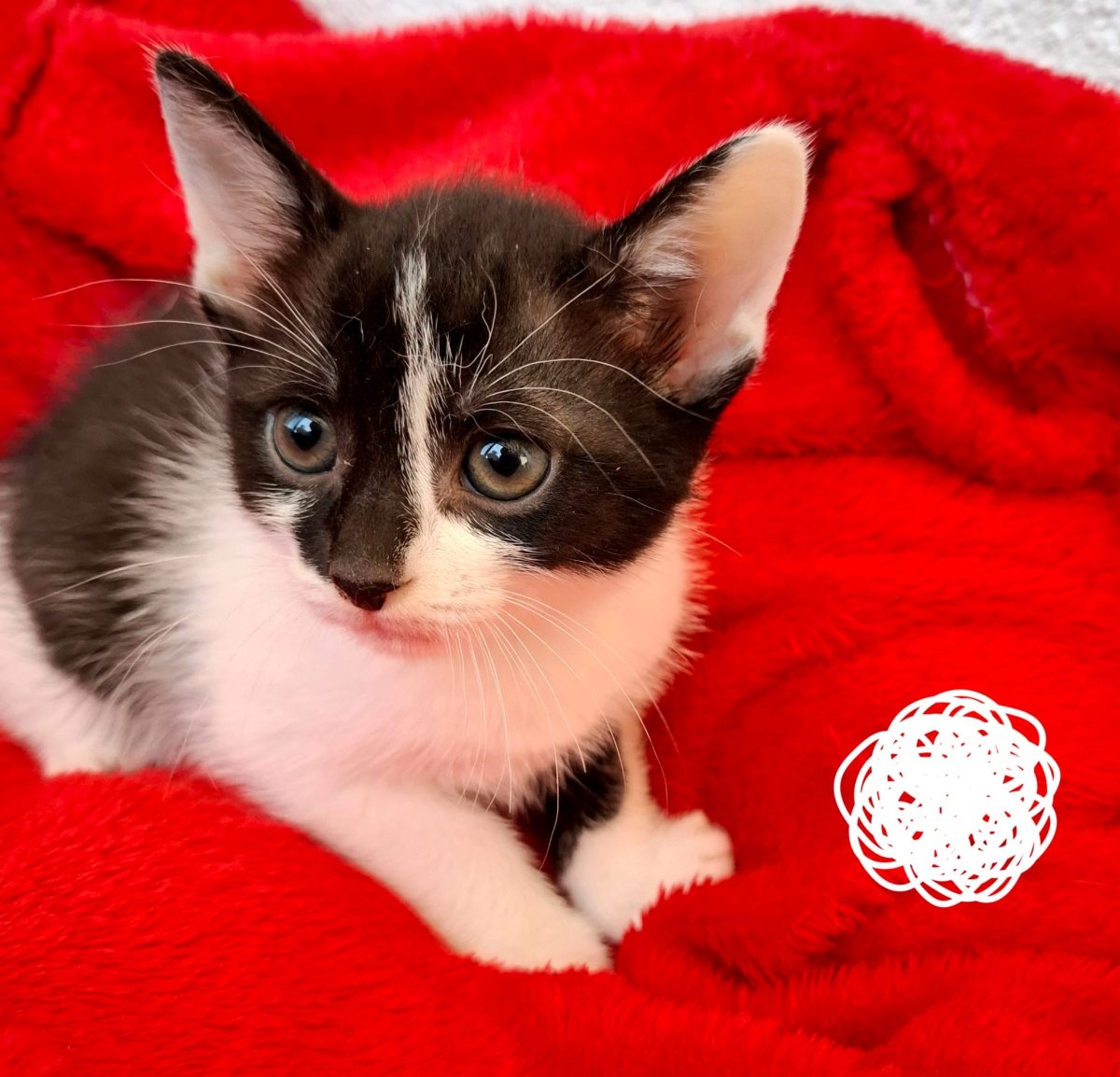 AdoptiiPisici.ro - Anunțuri de adopții pisici! | Pagina 2