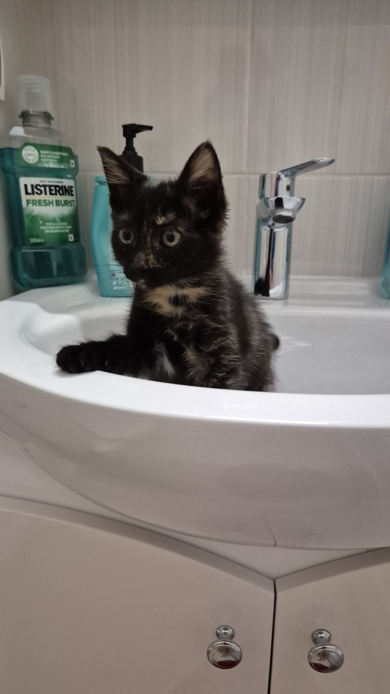 Mia pisica - AdoptiiPisici.ro