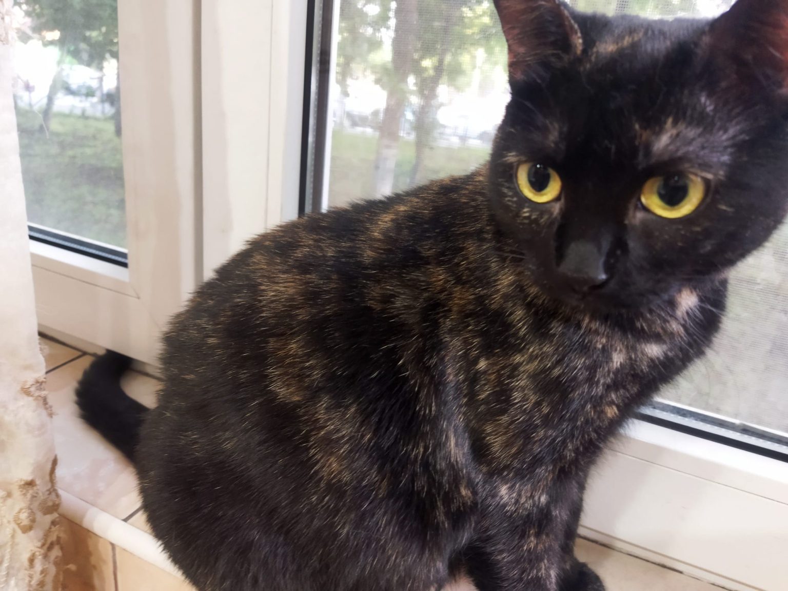 Torty , o minunatie calma si jucausa; ok si cu alte pisicute ...