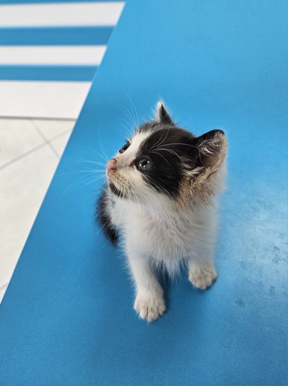 PISIC ADOPTIE - AdoptiiPisici.ro