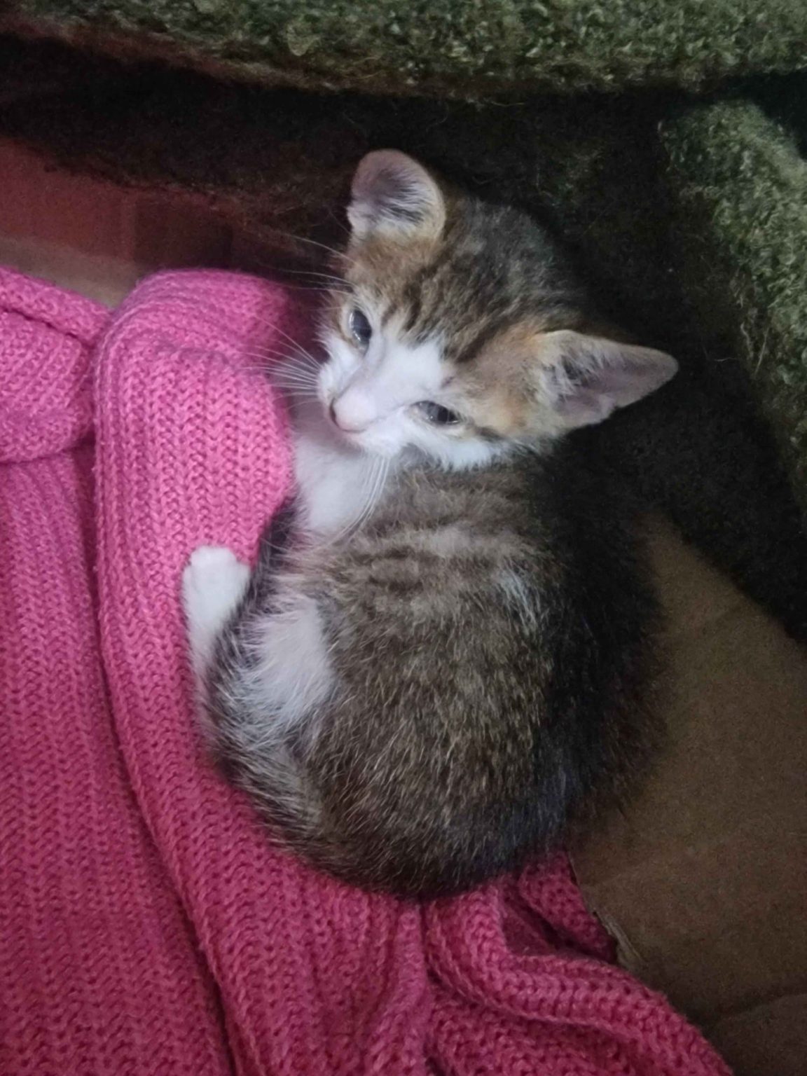 Adoptie puiut de pisica - AdoptiiPisici.ro