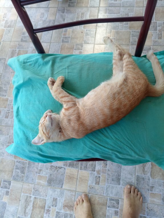 Se cauta un camin pt doua surioare - AdoptiiPisici.ro