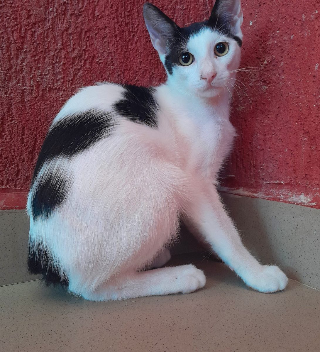 AdoptiiPisici.ro - Anunțuri de adopții pisici! | Pagina 3