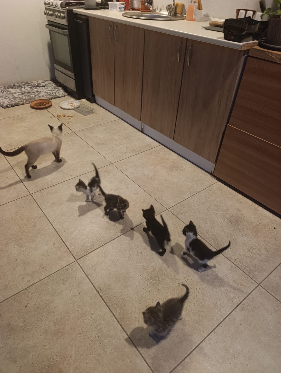 Florin Baciu - AdoptiiPisici.ro