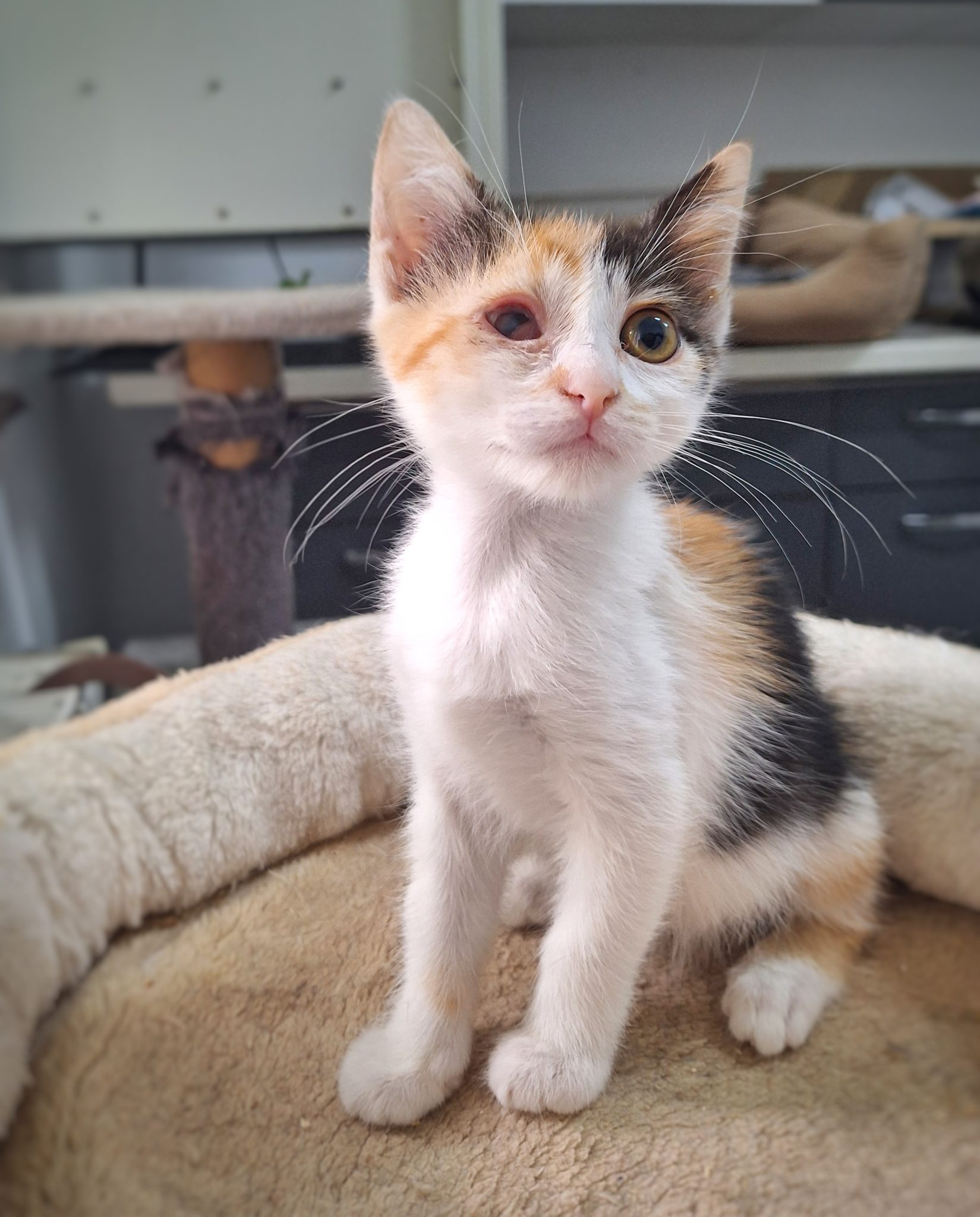 AdoptiiPisici.ro - Anunțuri de adopții pisici!