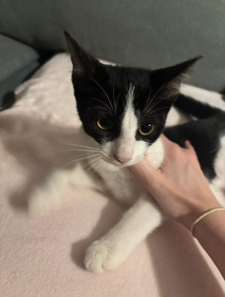 Pui pisica Bucuresti - AdoptiiPisici.ro