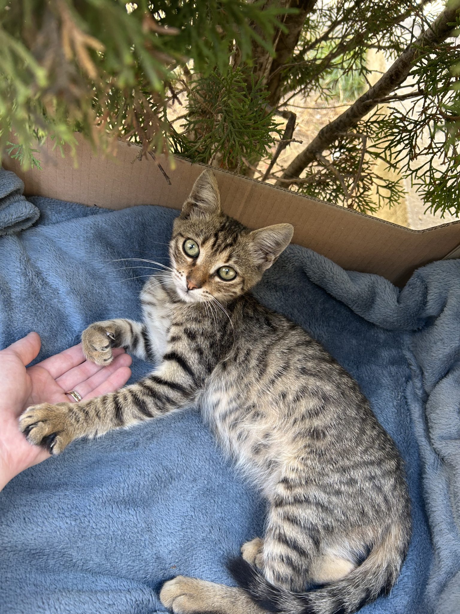 Motanel tigrat spre adopție responsabilă - AdoptiiPisici.ro