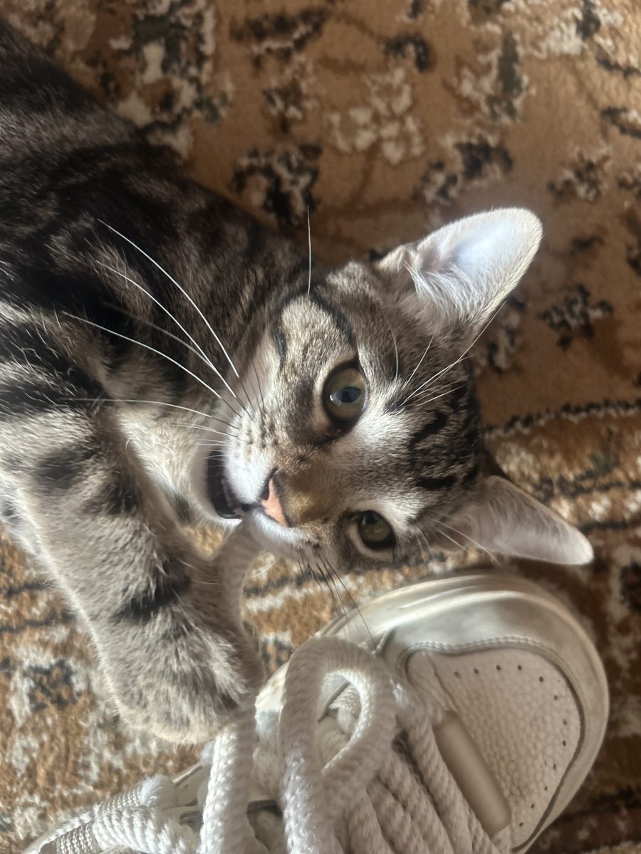 Adopții pisici în Lunca Câlnicului - AdoptiiPisici.ro