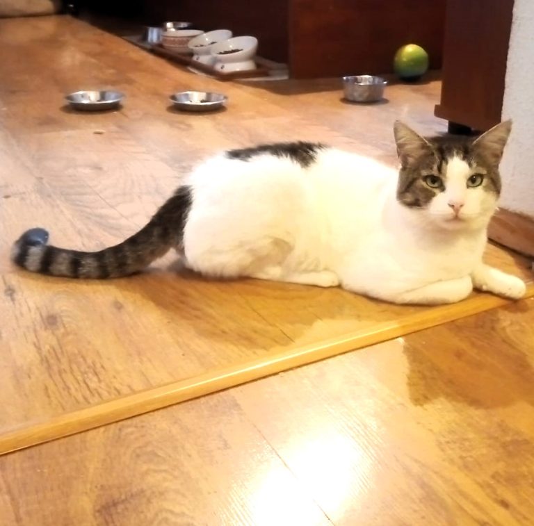 Adopții pisici în Bucuresti - AdoptiiPisici.ro