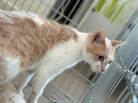 Ginuta - AdoptiiPisici.ro