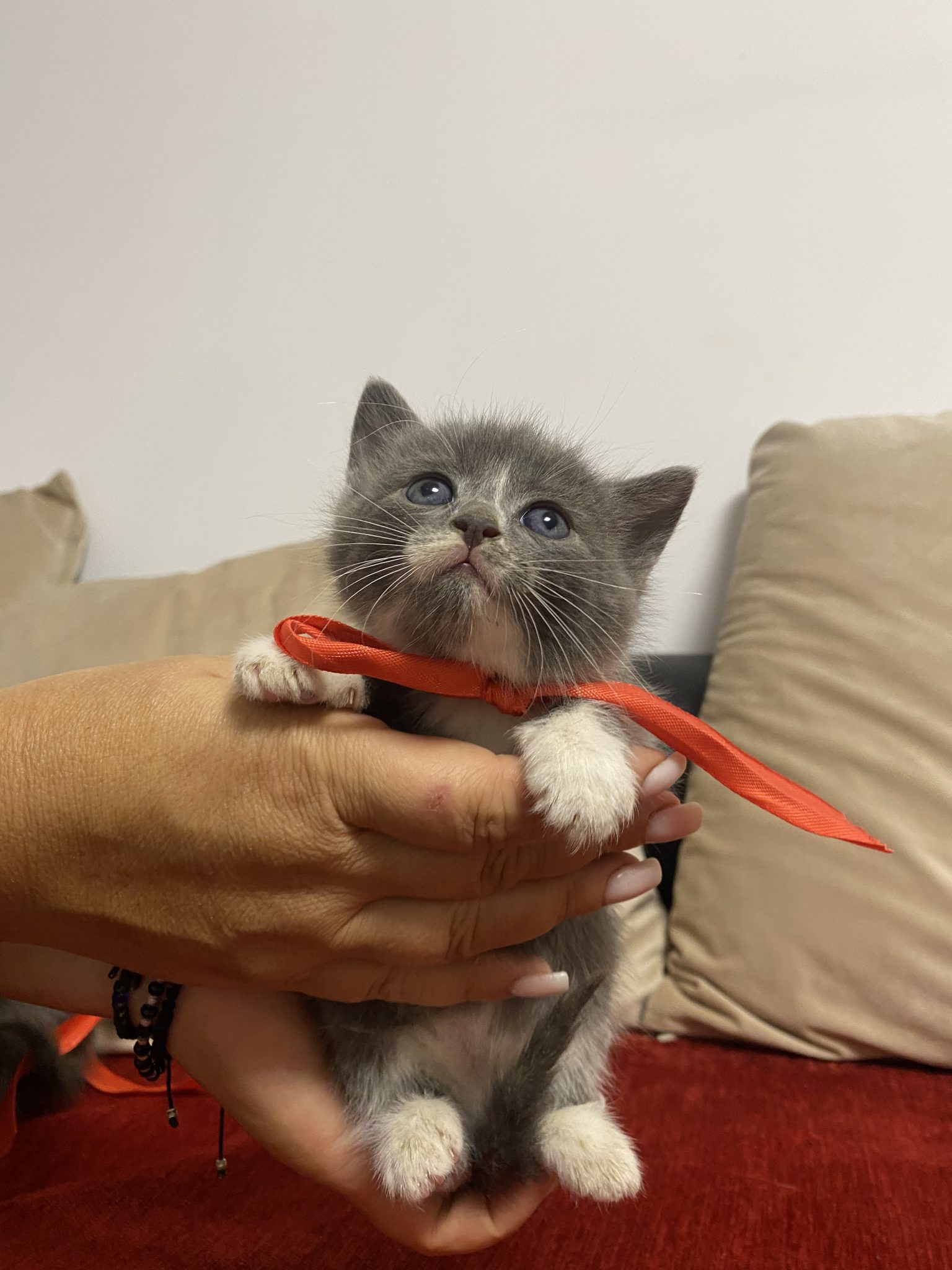 Pisici adoptie - AdoptiiPisici.ro