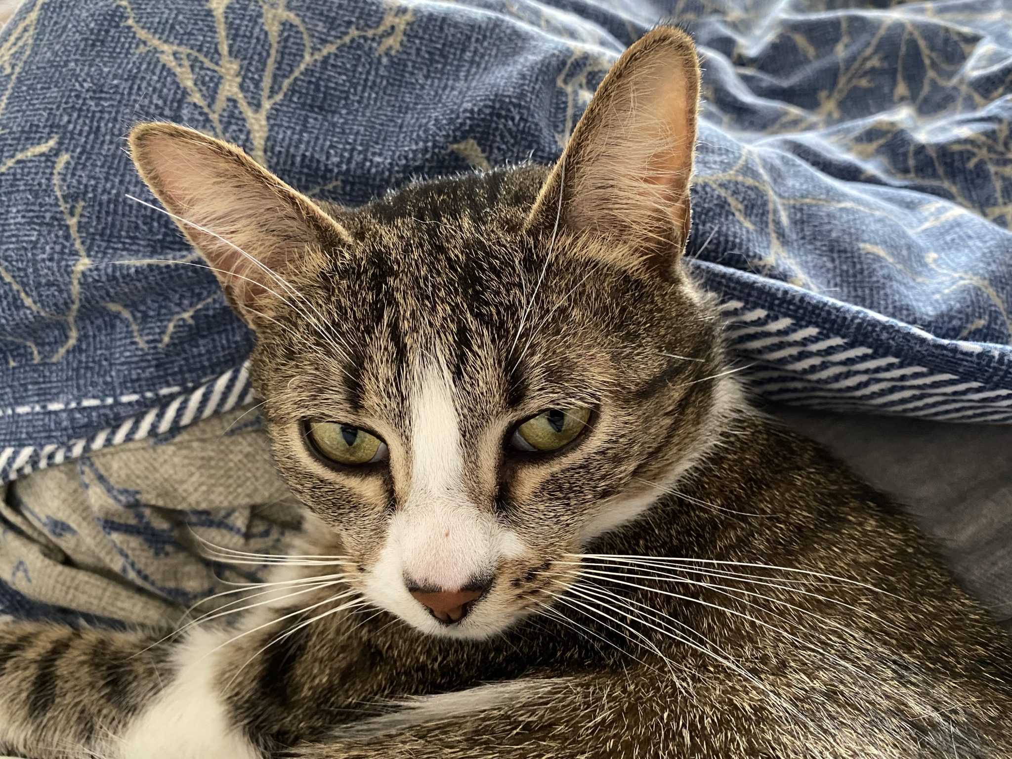 Mimsi - AdoptiiPisici.ro