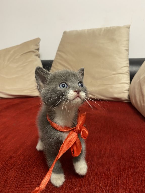 Pisici adoptie - AdoptiiPisici.ro