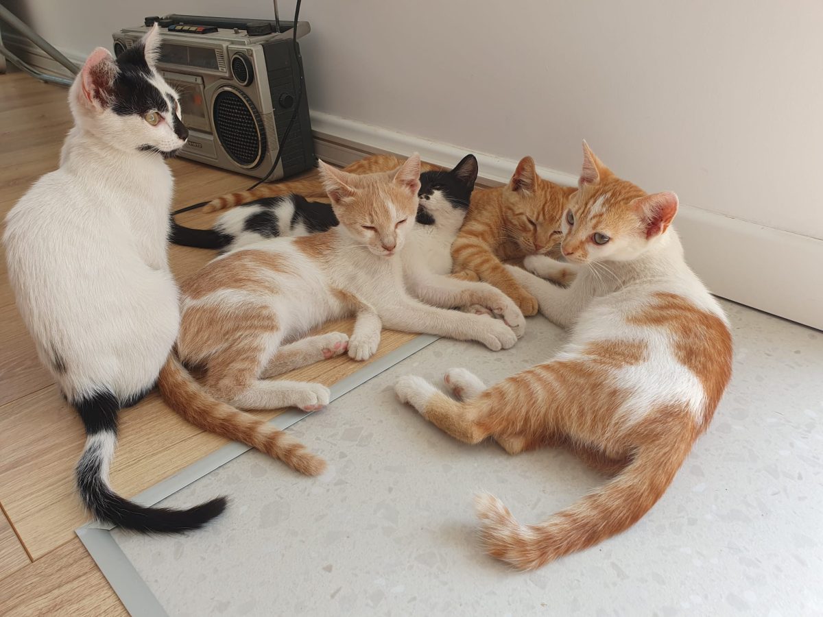 Raluca Dragos - AdoptiiPisici.ro