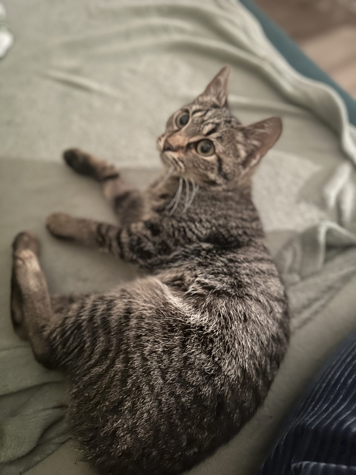 Nala-pui 4,5 luni - AdoptiiPisici.ro