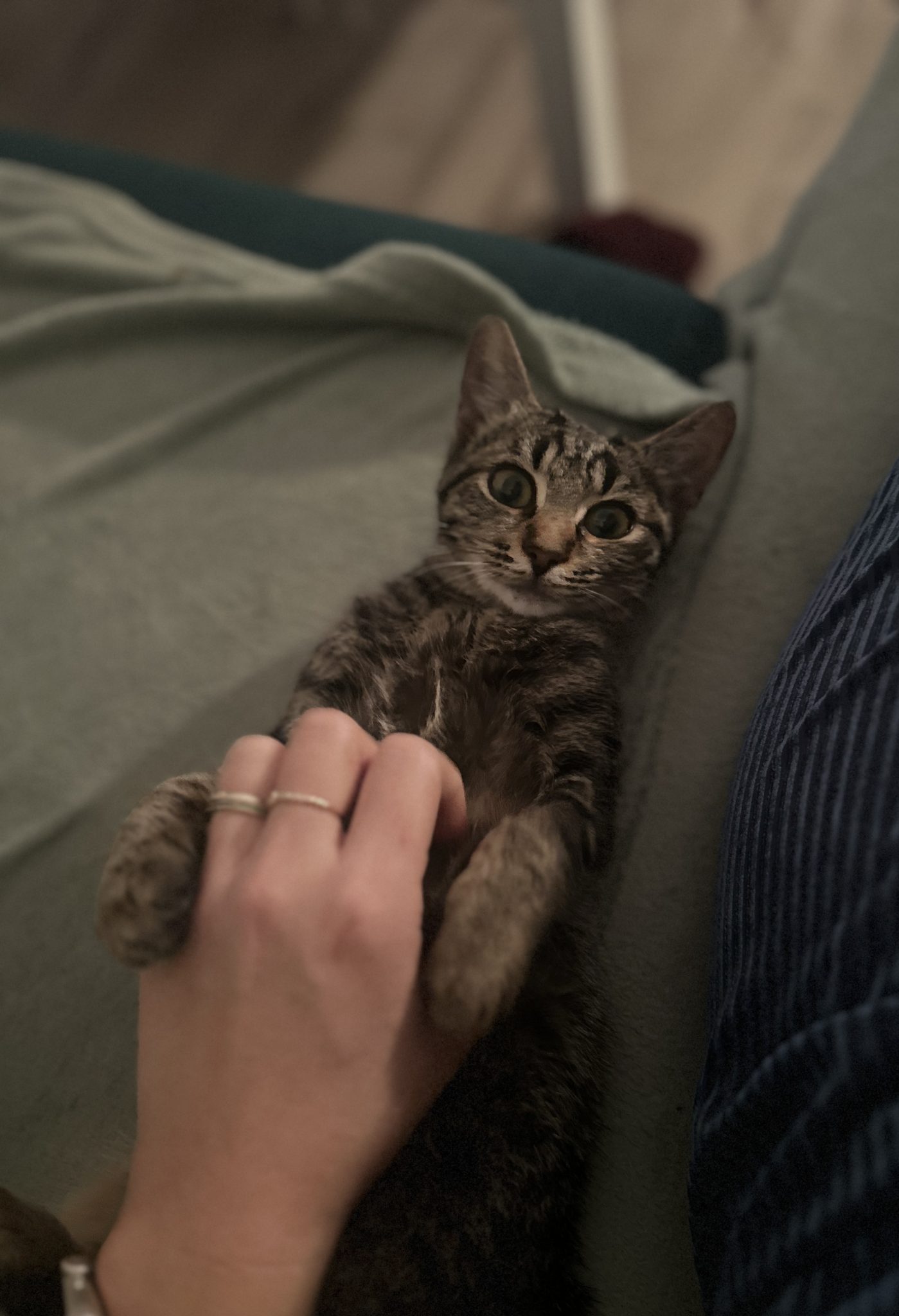 Nala-pui 4,5 luni - AdoptiiPisici.ro