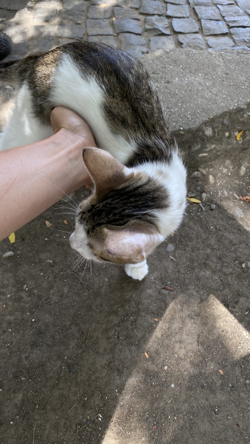 Norocel și Toto, 2 frățiori - AdoptiiPisici.ro