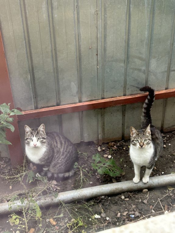 Maxi Motanel puiut pentru adoptie - AdoptiiPisici.ro