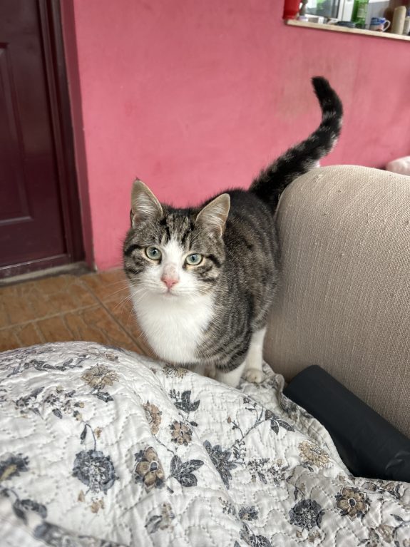 Maxi Motanel puiut pentru adoptie - AdoptiiPisici.ro