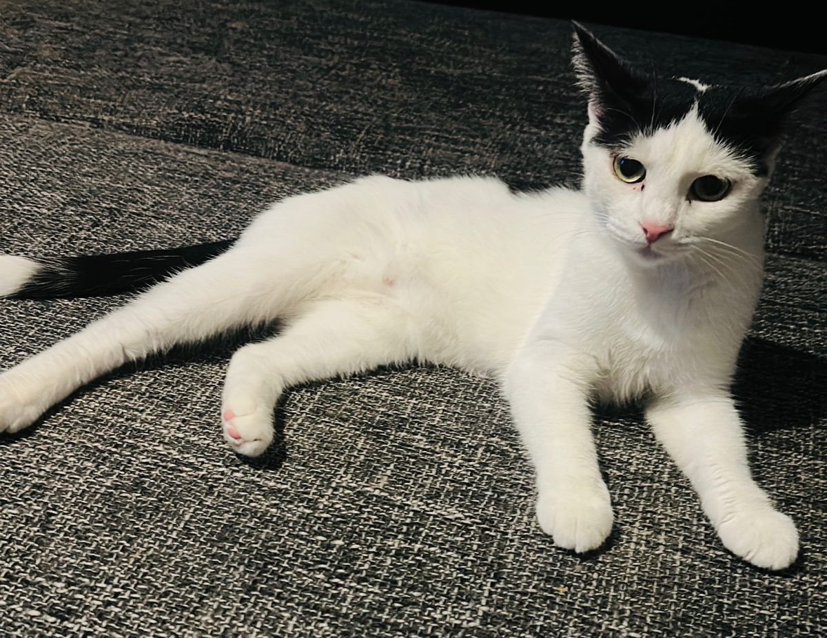 Adopții pisici cu eticheta: alba cu coada neagra - AdoptiiPisici.ro