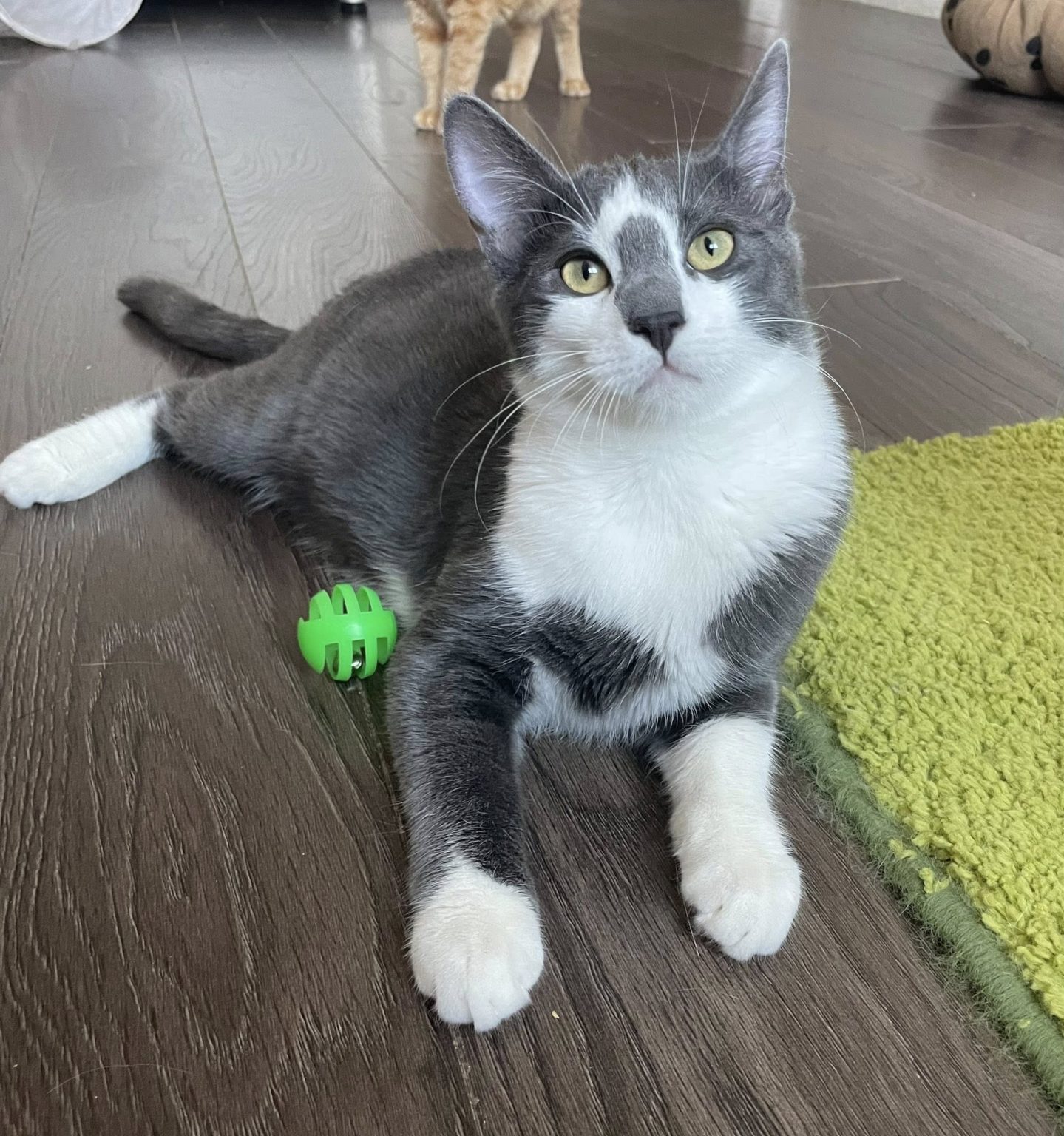 Sky - AdoptiiPisici.ro