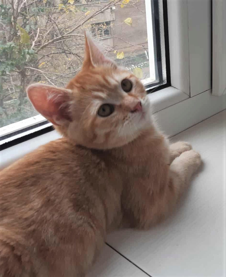 Ray, raza de soare pe care o asteptai demult - AdoptiiPisici.ro