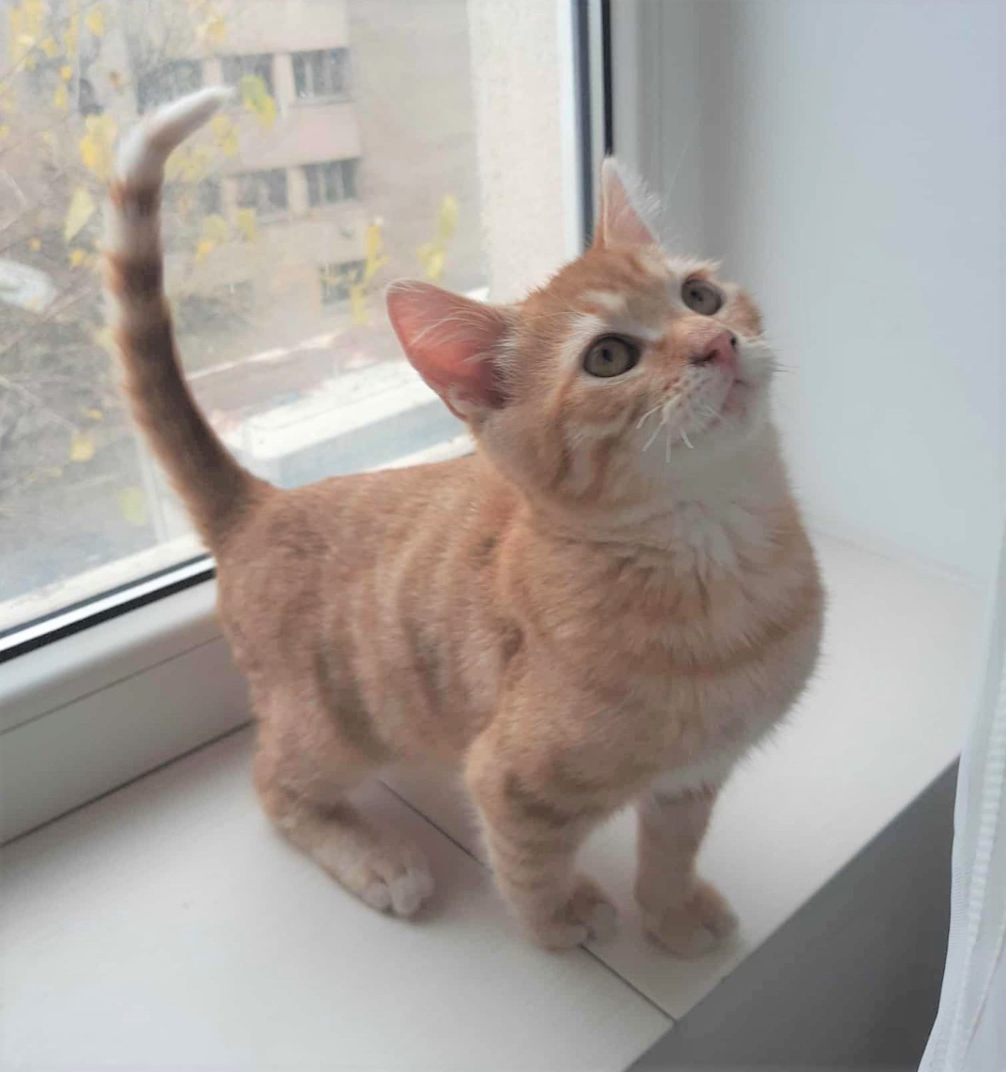 Ray, raza de soare pe care o asteptai demult - AdoptiiPisici.ro