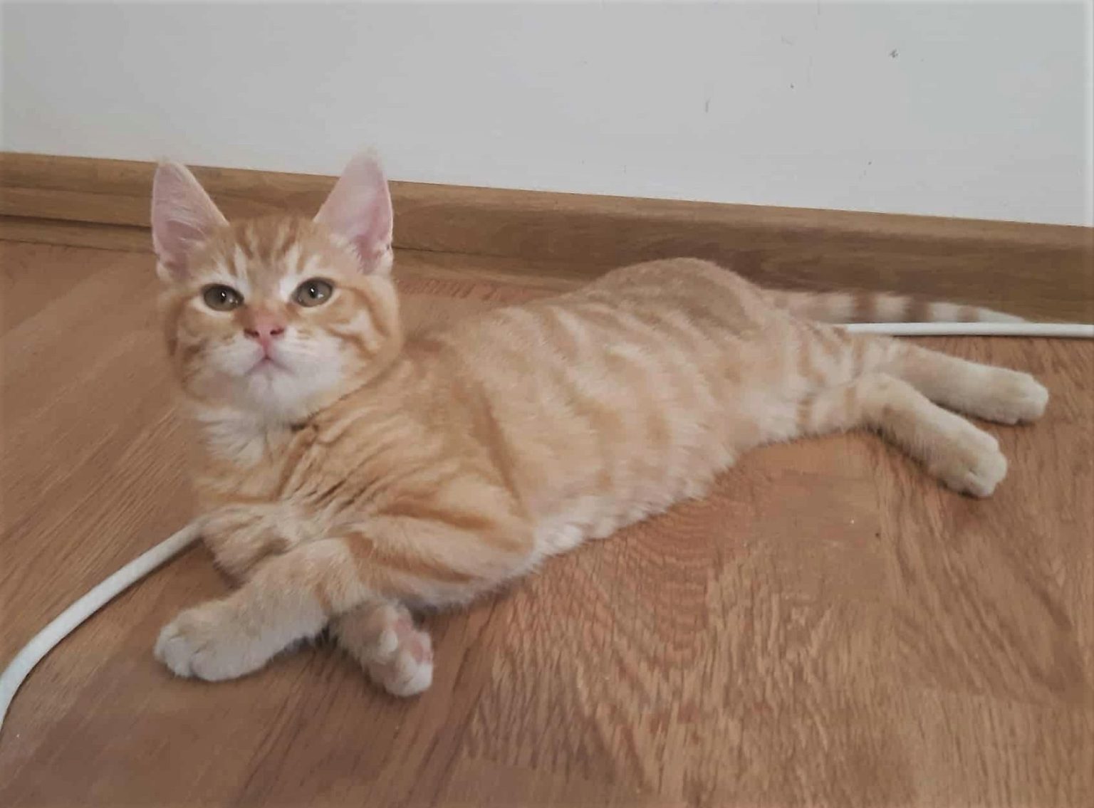 Ray, raza de soare pe care o asteptai demult - AdoptiiPisici.ro