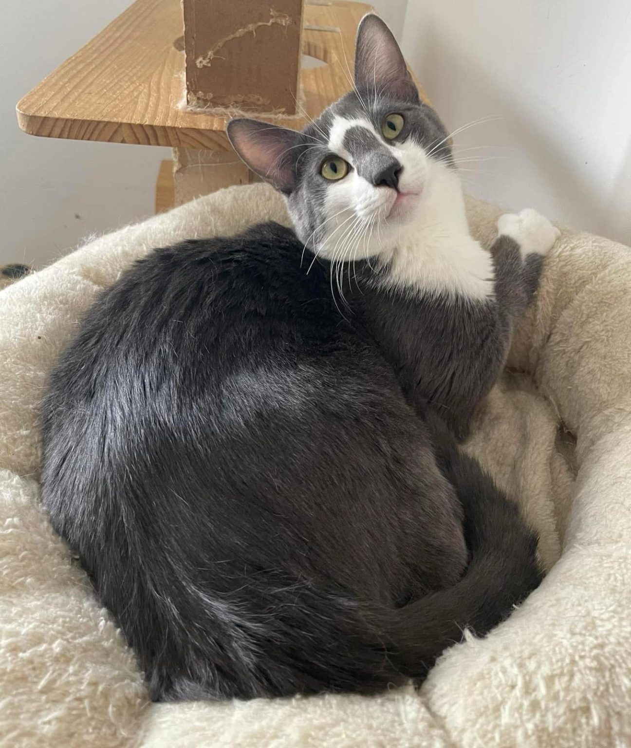 Sky - AdoptiiPisici.ro