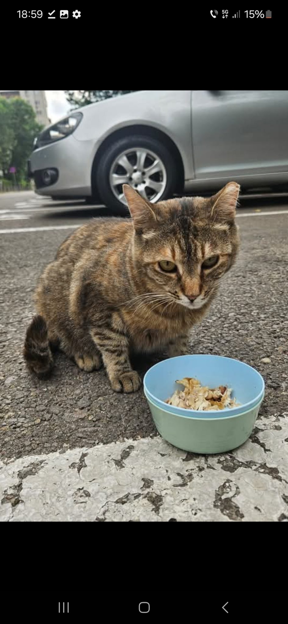 Leia, o calico frumoasa, sterilizata, vaccinata si deparazitata isi ...