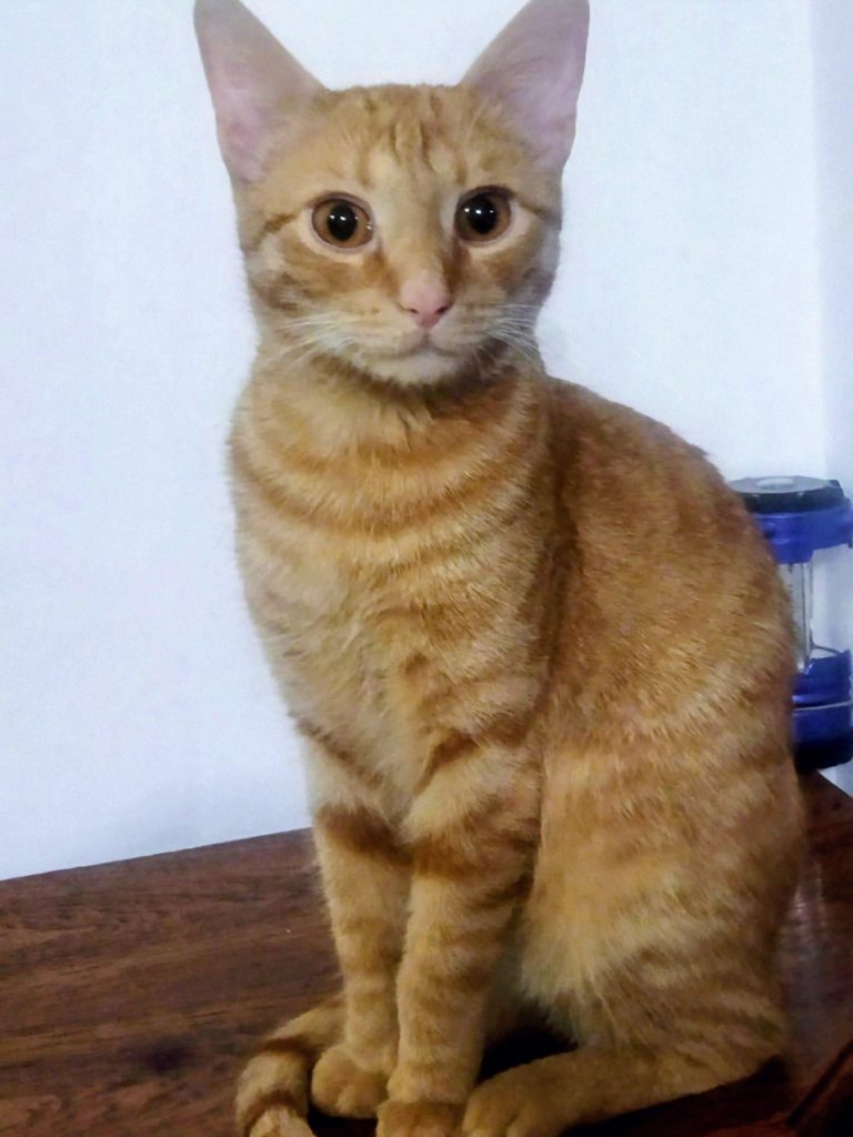 Tomas, argint viu!👏🏻 - AdoptiiPisici.ro