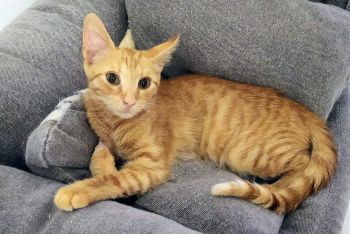 Tomas, argint viu!👏🏻 - AdoptiiPisici.ro