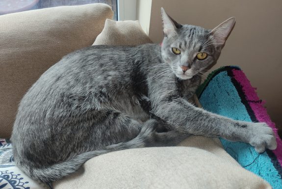 Dora la Exploradora – pisica de apartament 1 an si jumatate ...